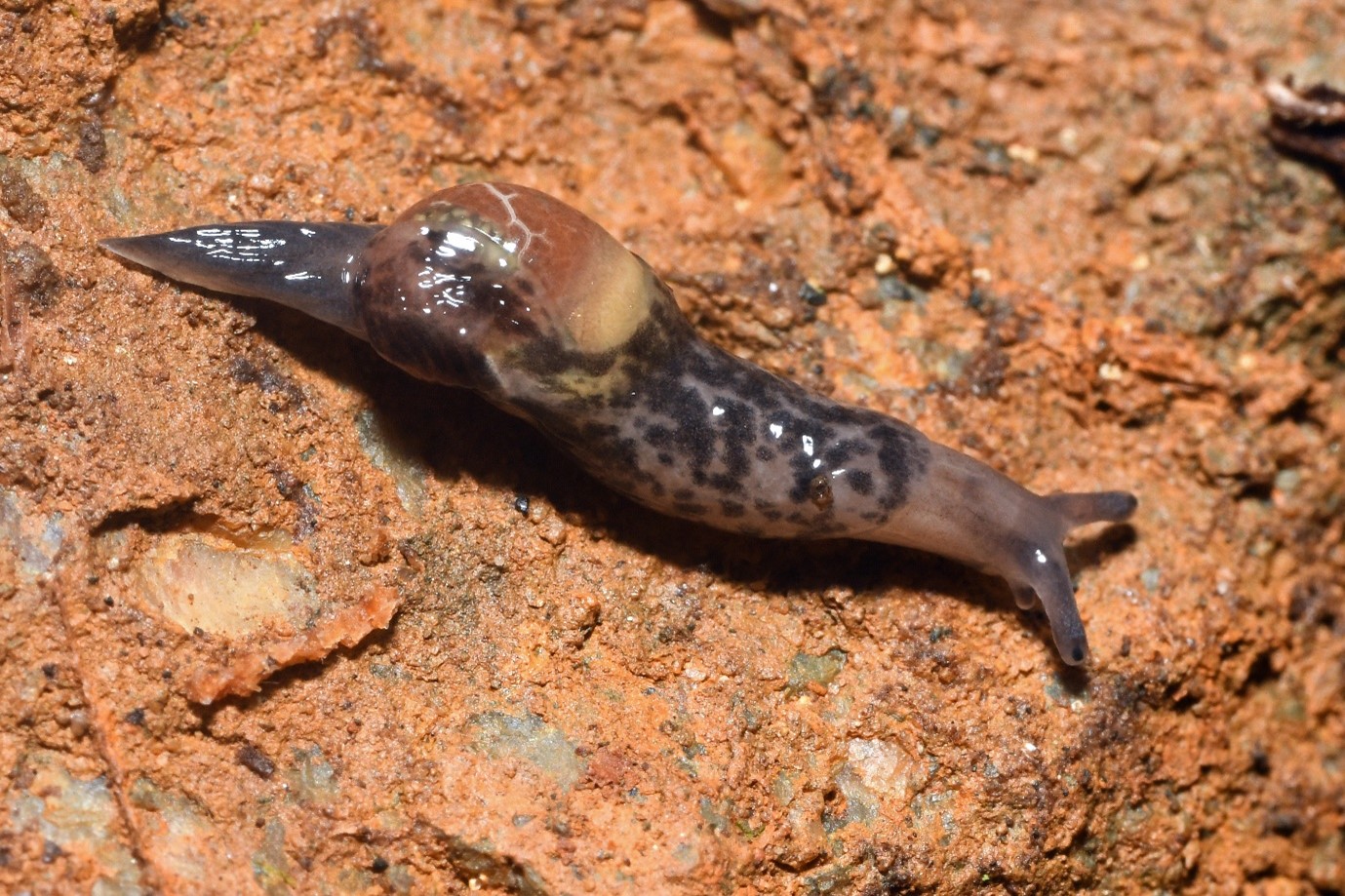 New Semi-slug Found in ‘Welsh Pyrenees’ - Buglife latest news