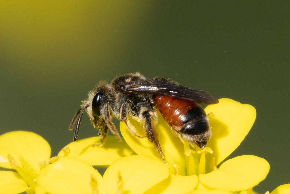 Red-girdled Mining Bee - Bug Directory - Buglife