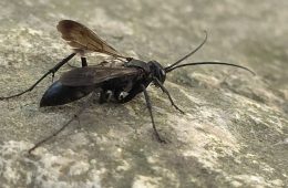 European Hornet - Bug Directory - Buglife