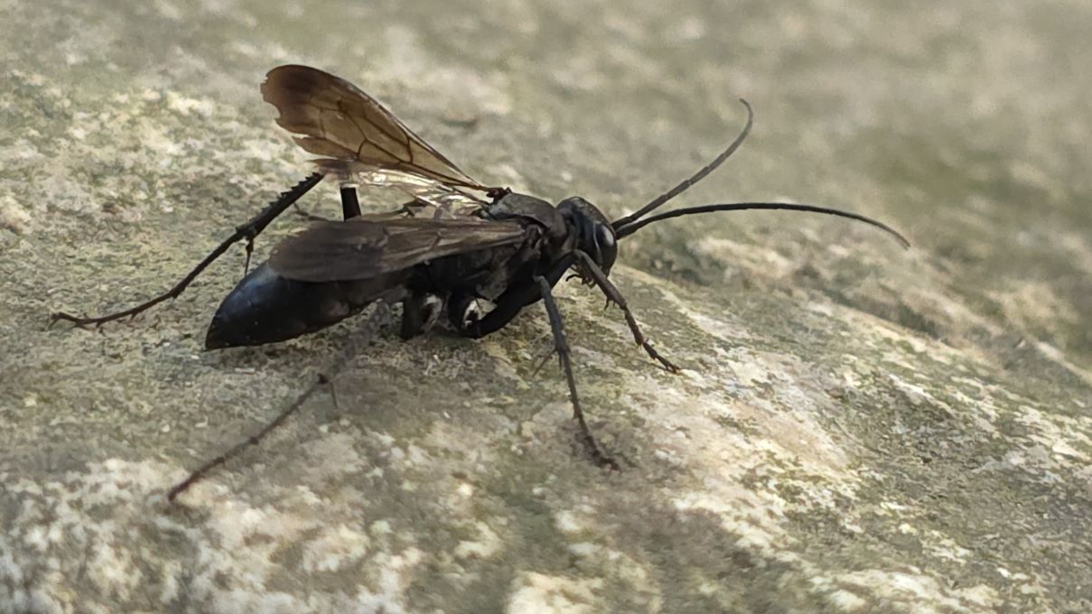 Ridge-saddled Spider-wasp - Bug Directory - Buglife