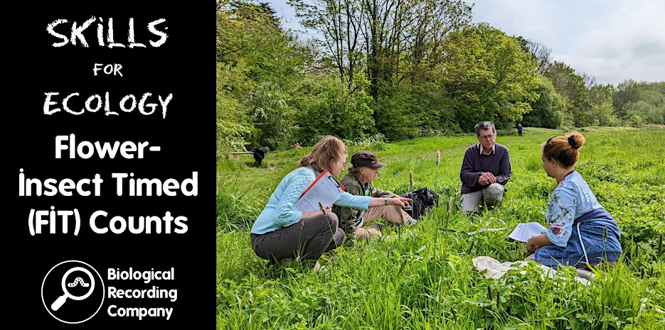 Flower-Insect Timed (FIT) Counts with the Biological Recording Company ...