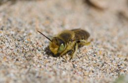 Pantaloon Bee - Bug Directory - Buglife