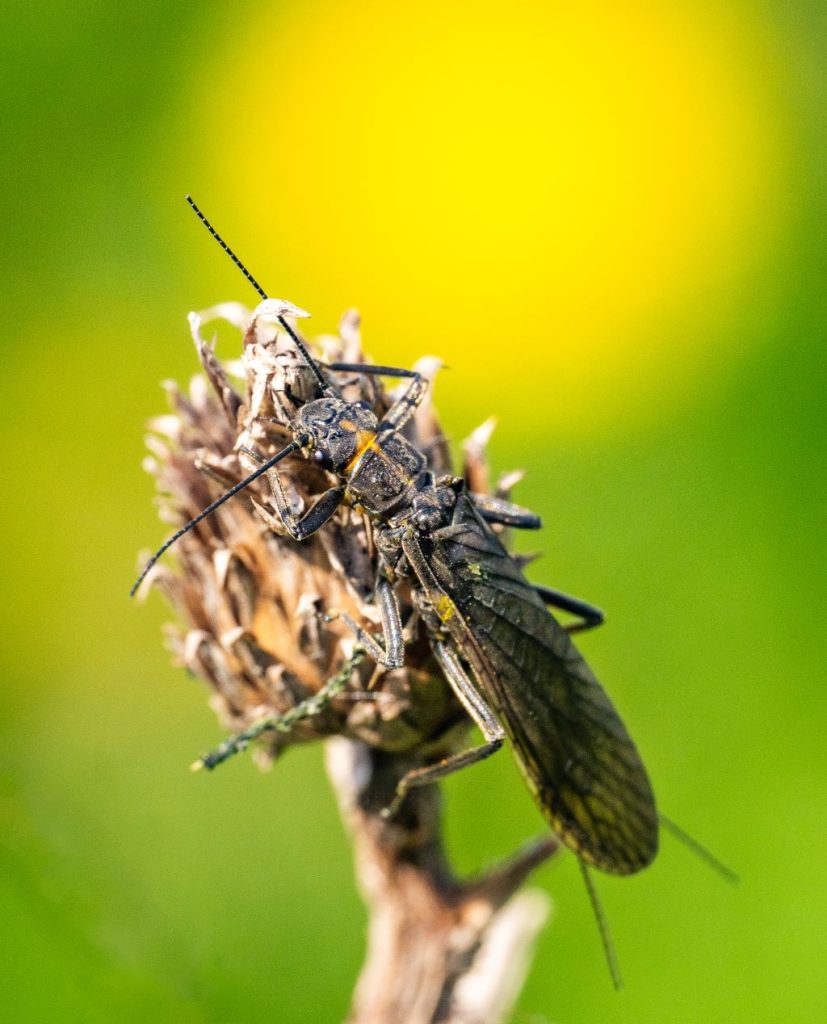 Dyddiaduron pryf y cerrig ~ blog rhan 1 - Buglife Blog - Buglife