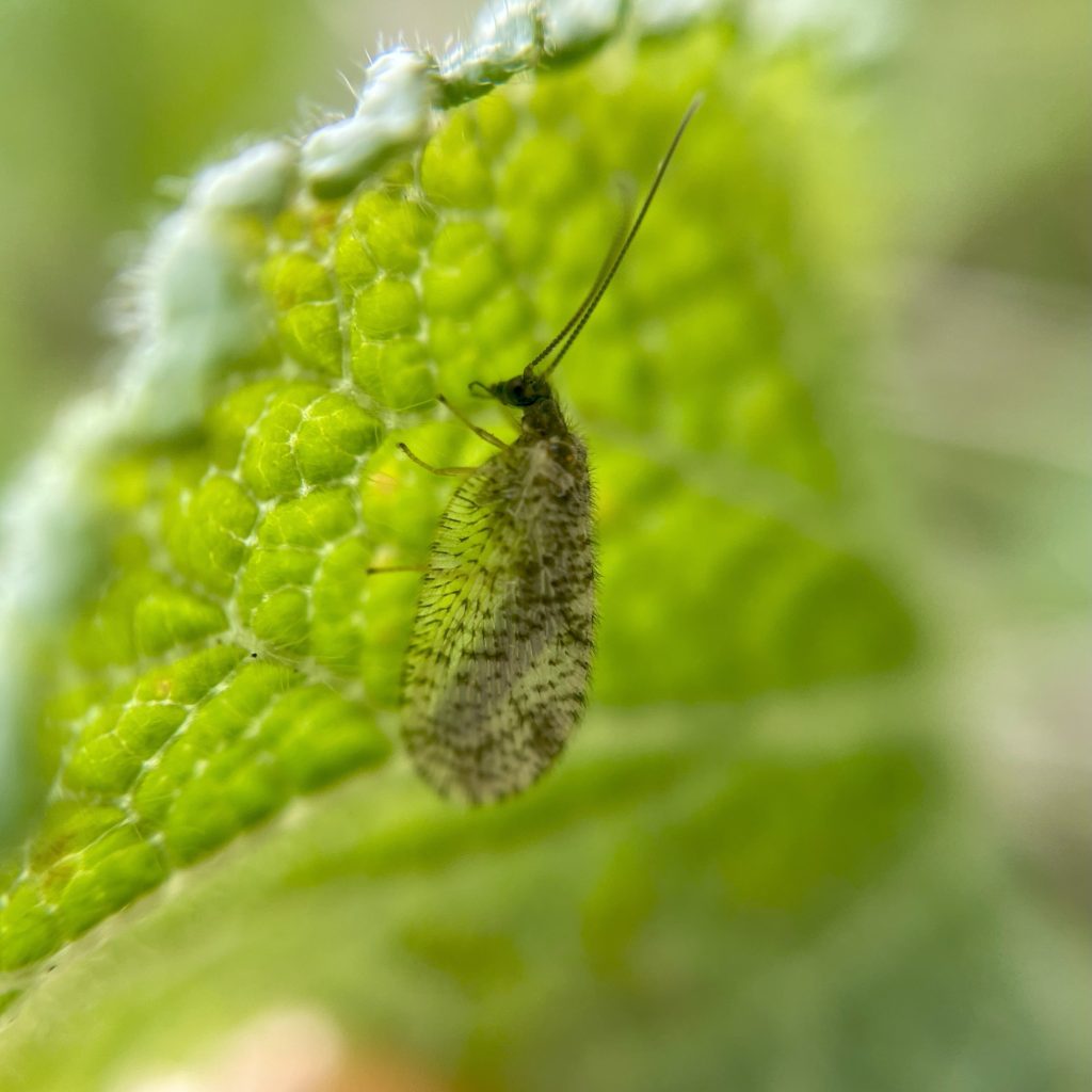 Will you join us for “200 Hours for Lacewings”? - Buglife Blog - Buglife