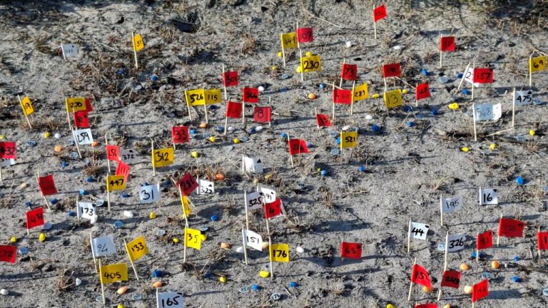 An Introduction to the Wonderful World of Wasps: Meet the Heath Sand ...