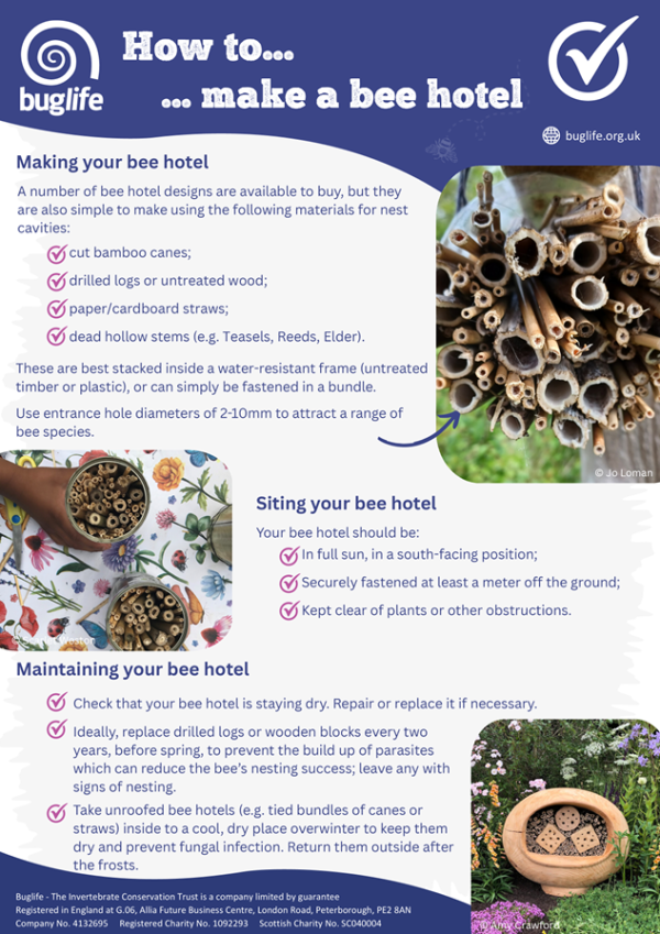 Get London Buzzing - Buglife projects