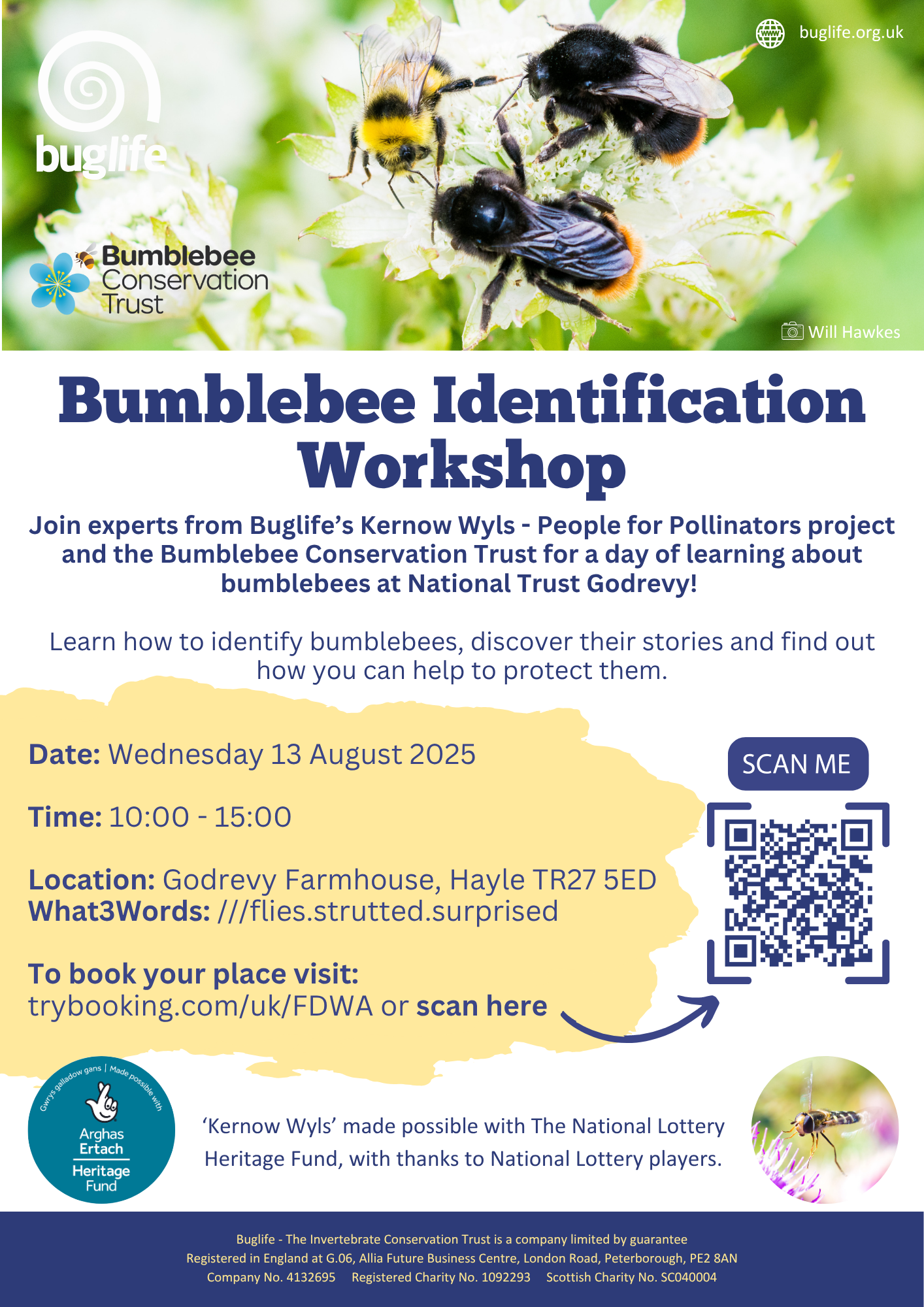 Bumblebee Identification Workshop - Upcoming events related to Buglife