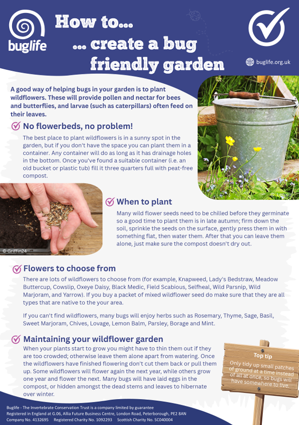 Gardening for Bugs - Buglife