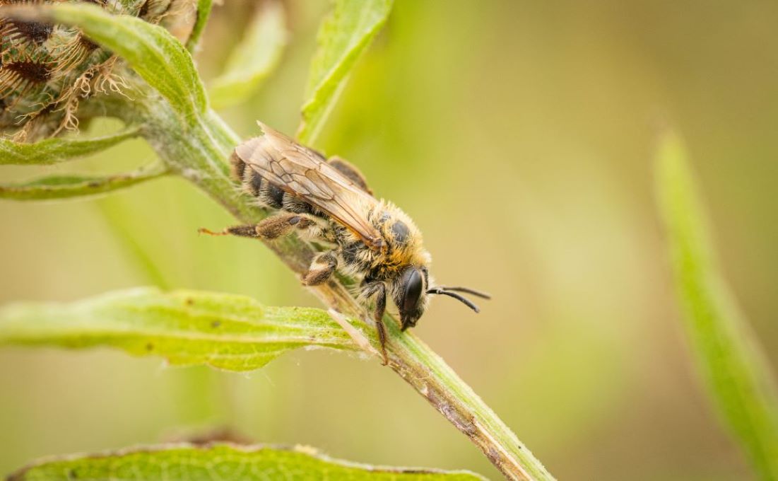 Buff-banded Mining Bee - Bug Directory - Buglife