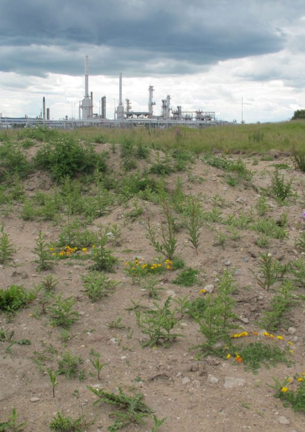 Identifying Open Mosaic Habitat - Buglife