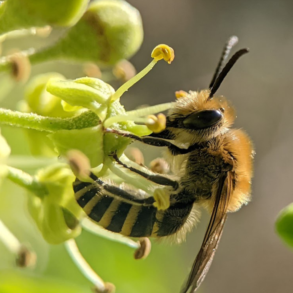 Ivy Bee - Bug Directory - Buglife