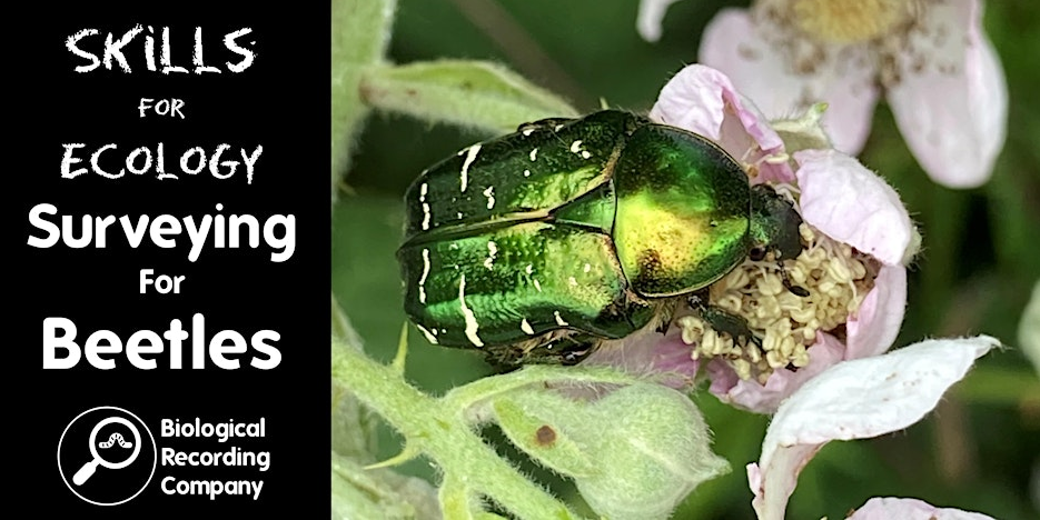 Surveying For Beetles with The Biological Recording Company - Upcoming ...