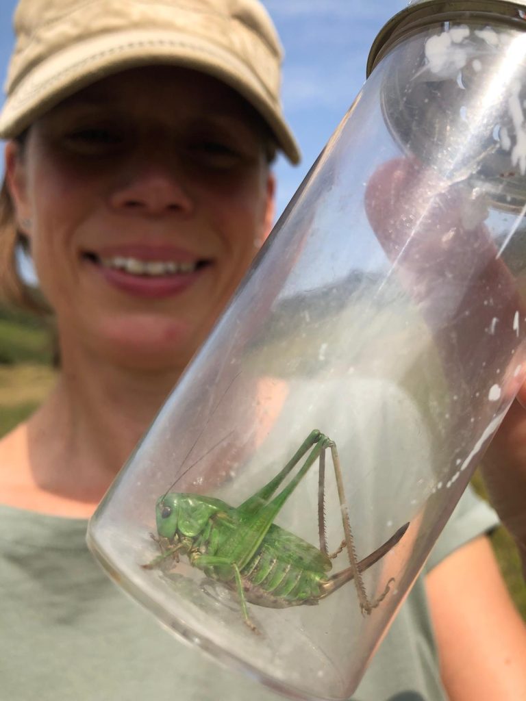 Britain's Rarest Cricket Gets a Helping Hand - Buglife latest news