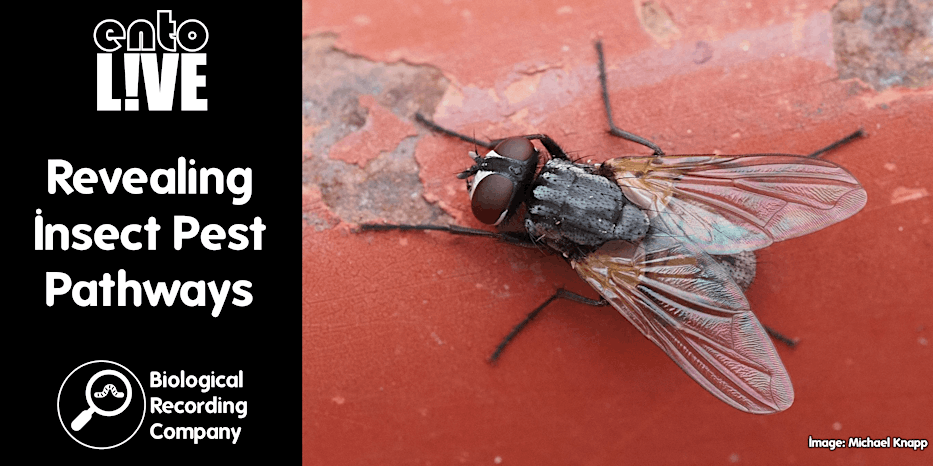 Revealing Insect Pest Pathways with The Biological Recording Company ...